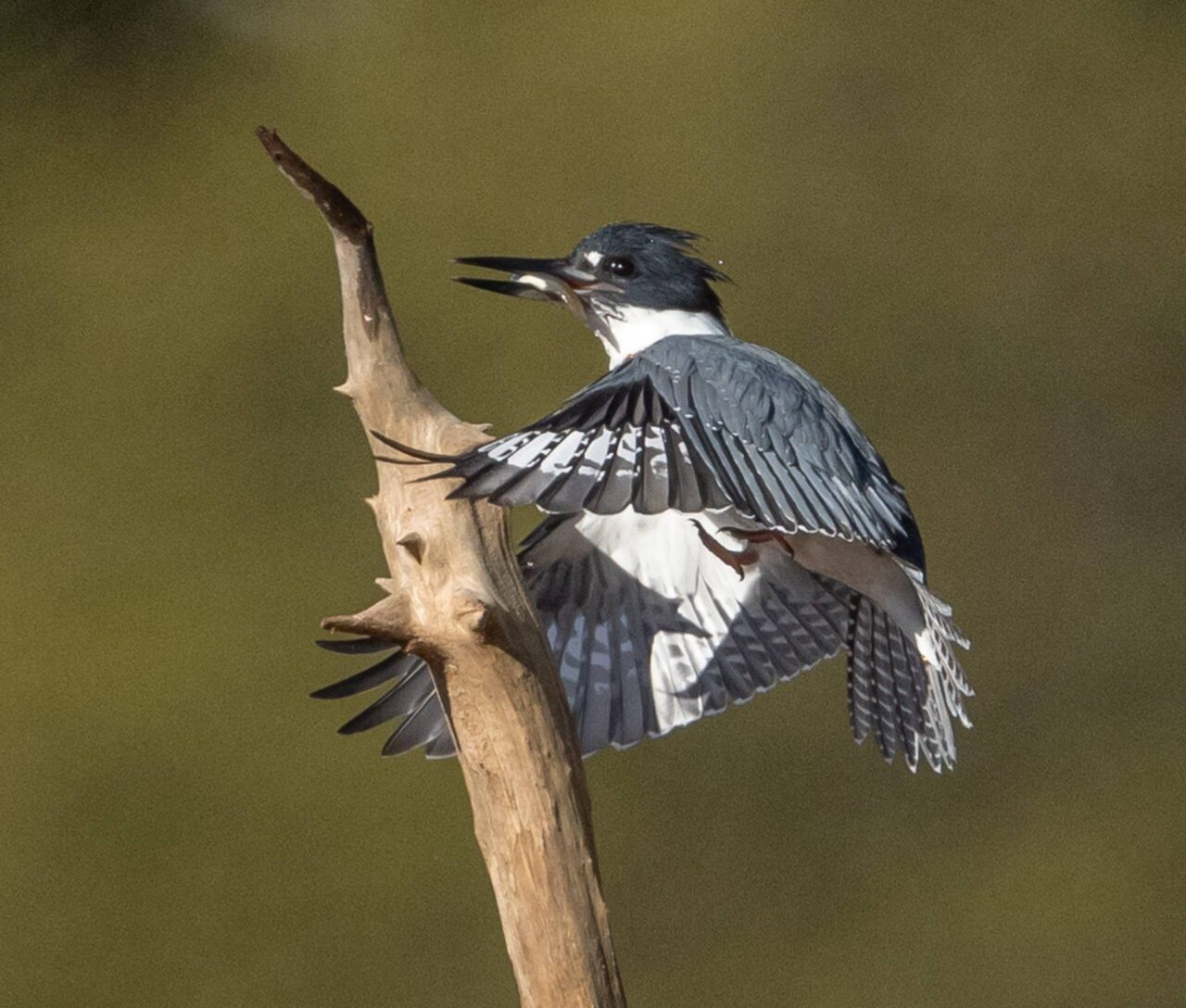 Thinking About Observation - Ralph Fletcher